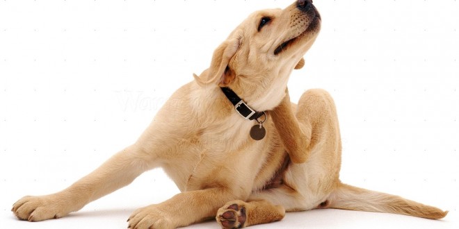 ¿Cómo erradicar las pulgas y las garrapatas de tu Perro? - Raza Canina